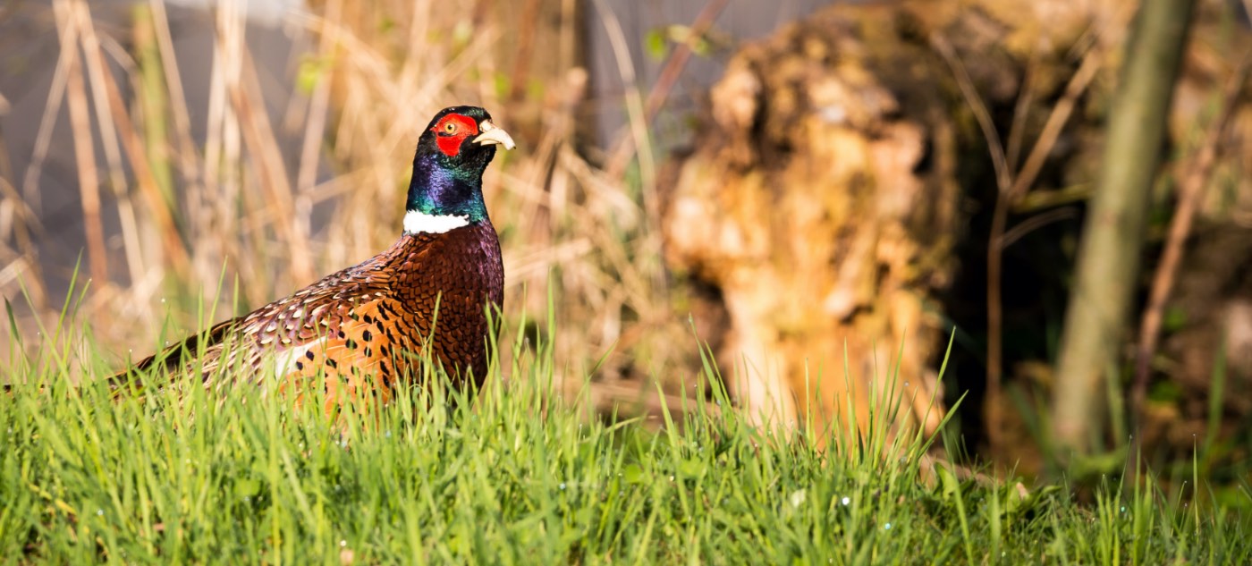 Pheasant Hunting Preserve | Guided Hunting | Pratt, Kansas